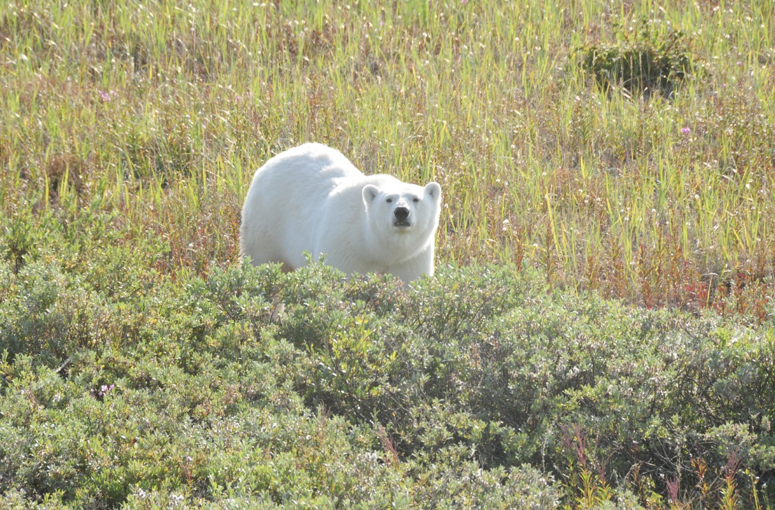 Churchill, MB: The Gateway to Bears, Belugas, Borealis and more ...